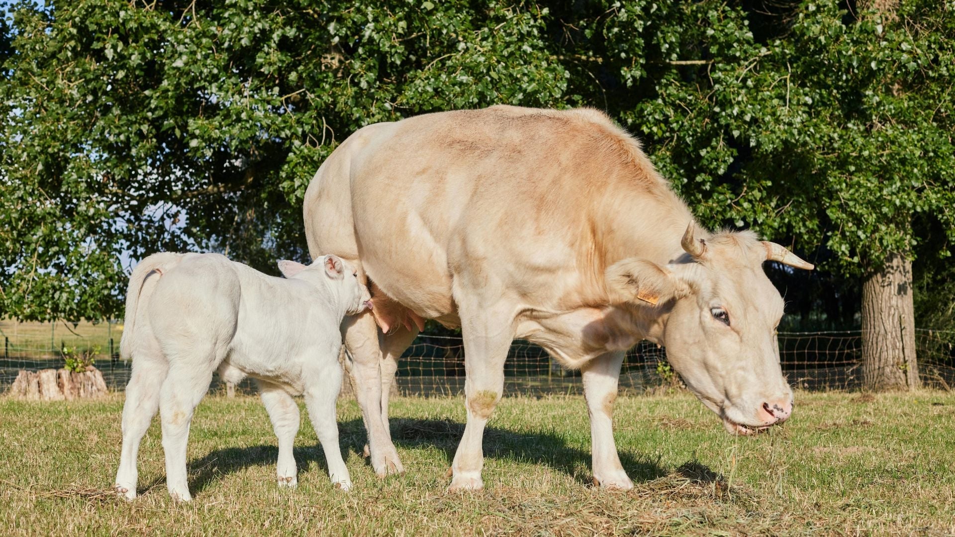 Cow Welfare: How Good Farms Treat Their Animals – Grace Harbor Farm