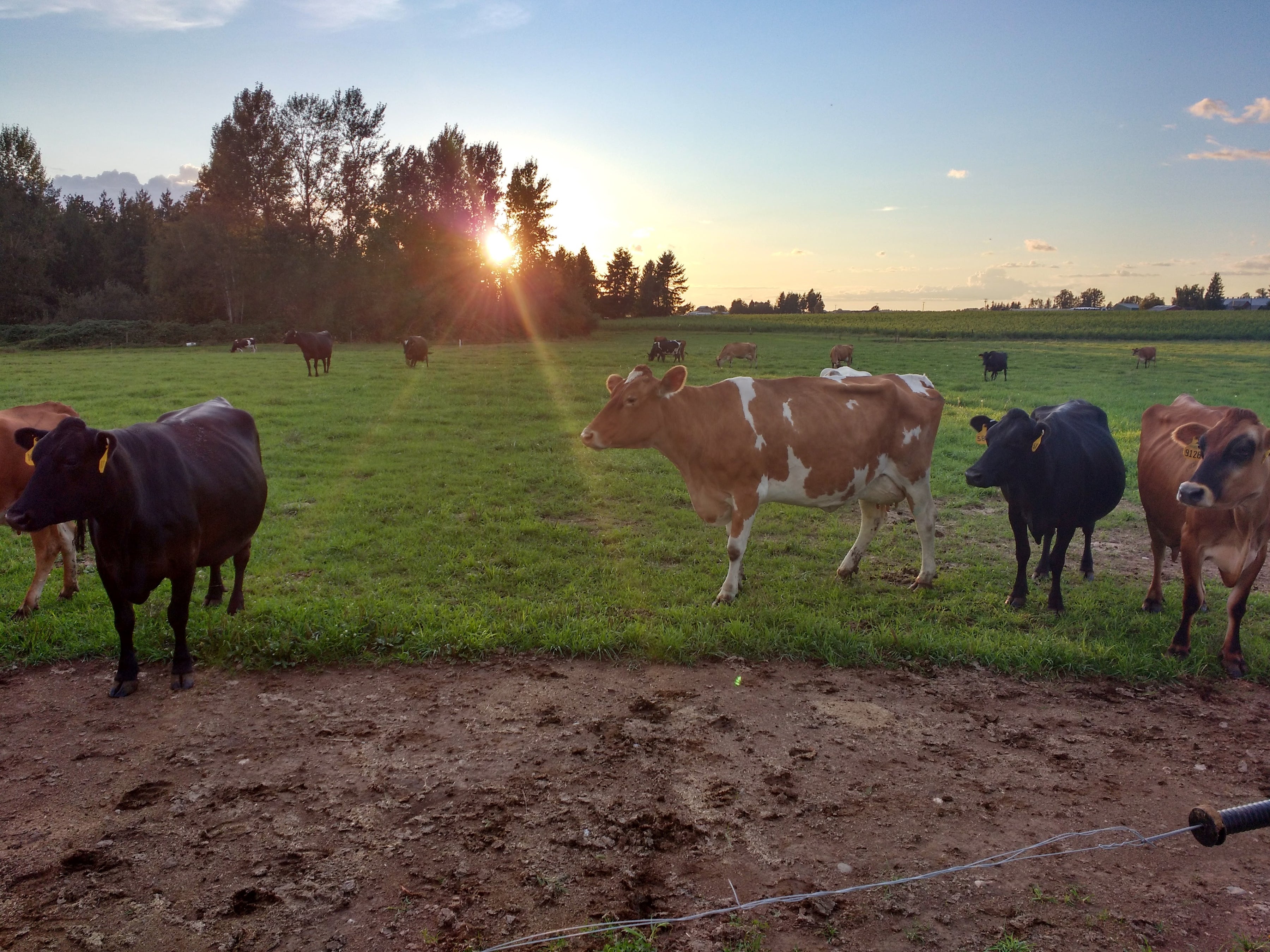 Our Story – Grace Harbor Farm