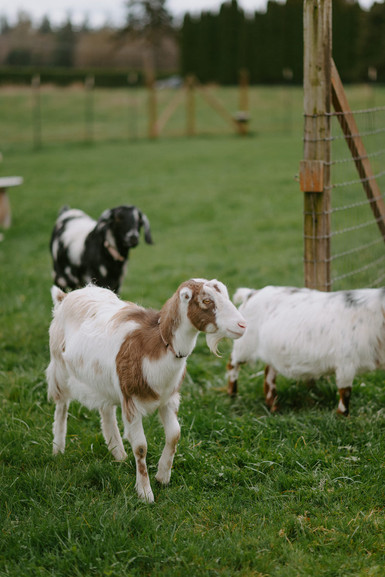 Where To Buy – Grace Harbor Farm
